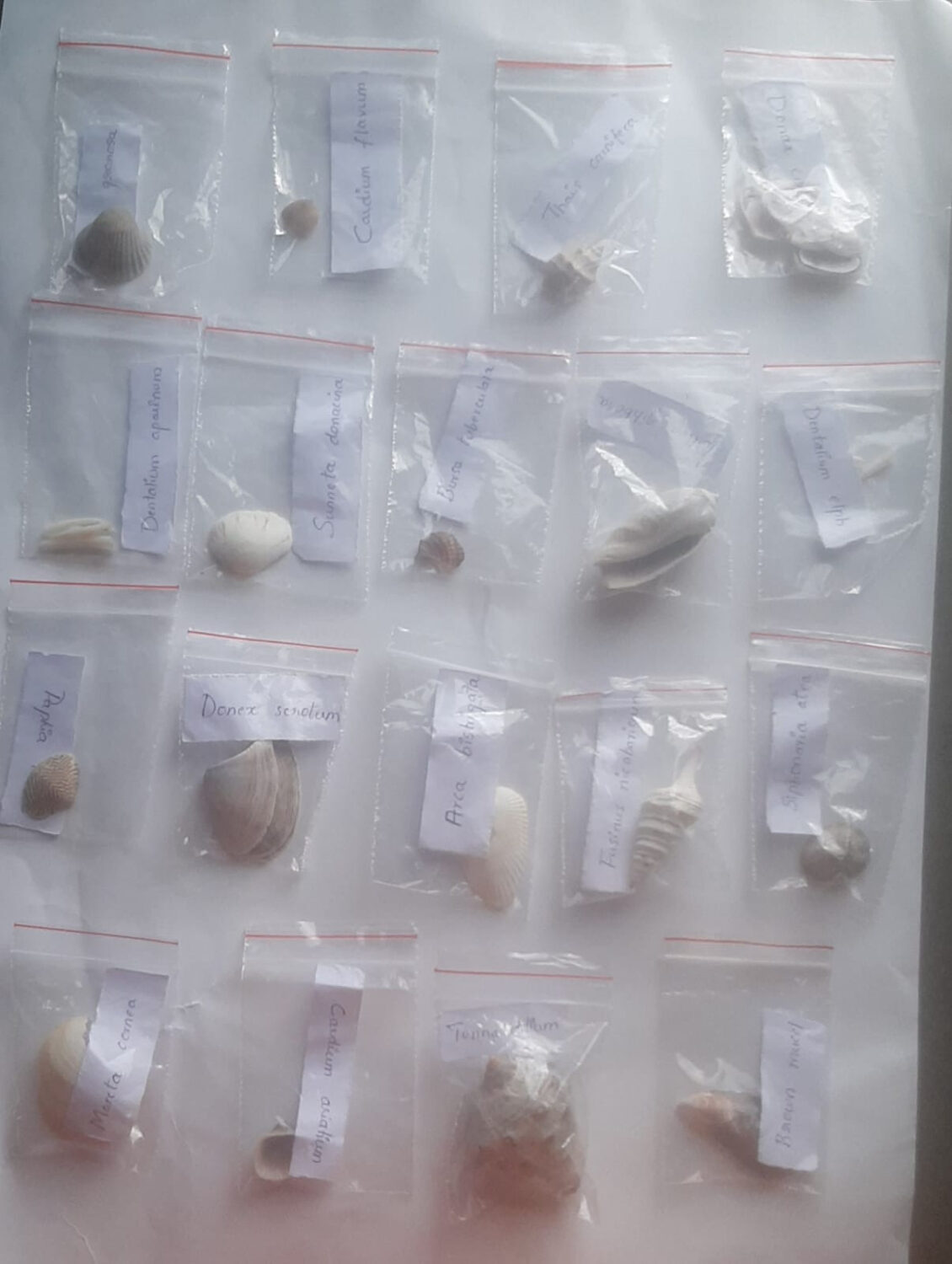 Collection of Molluscan Shells and Insects | Canara College, Mangaluru